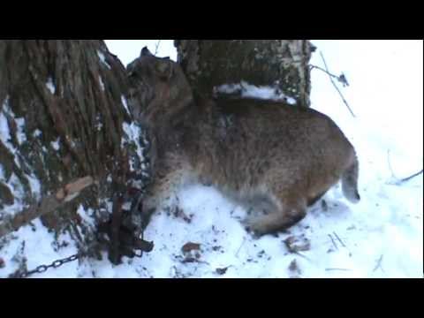 Bobcat Trapping Michigan 2013 - YouTube