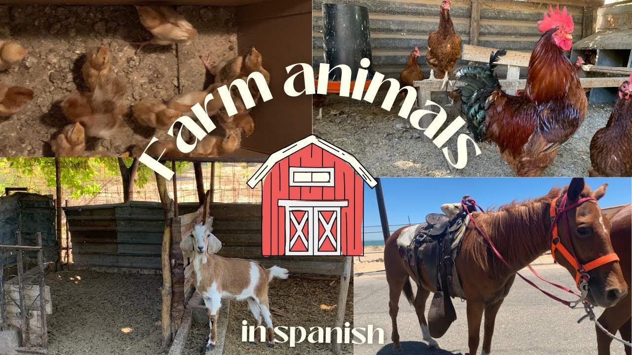 20+ FARM ANIMALS IN SPANISH Vocabulary Animales de la Granja 🐷 | Learn ...