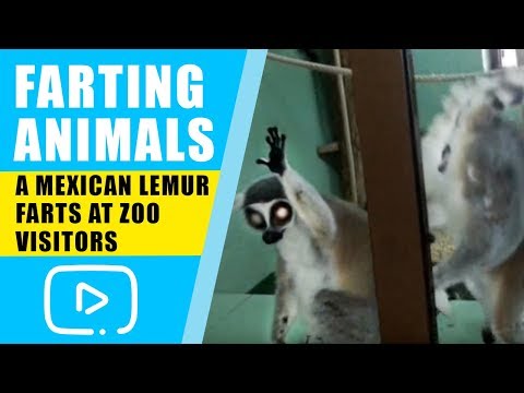 Farting Animals - A Mexican Lemur farts at Zoo visitors
