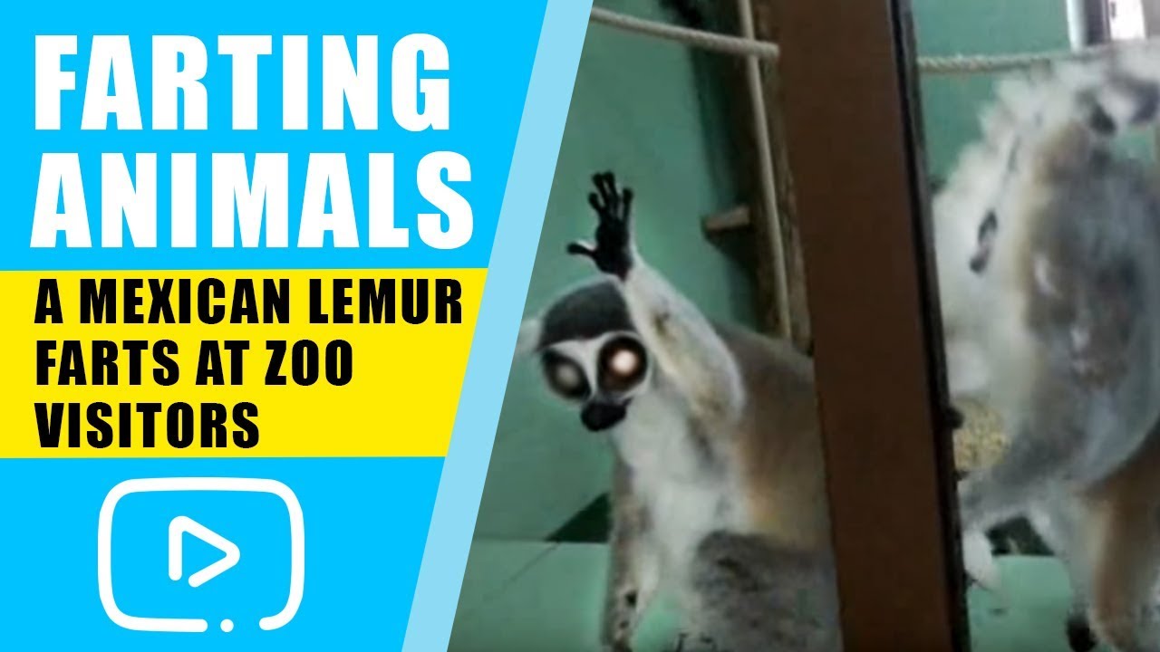 Farting Animals - A Mexican Lemur farts at Zoo visitors - YouTube