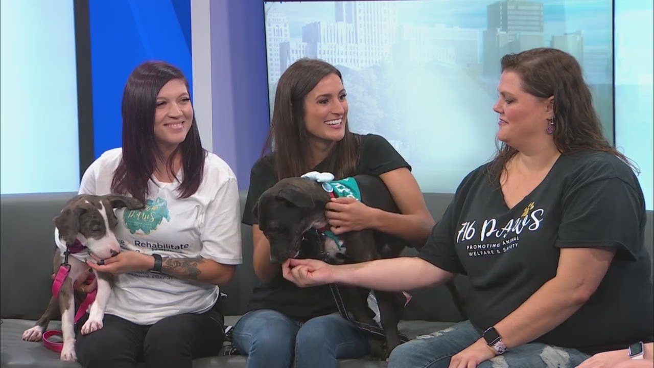Sweet Buffalo: 716 Paws rescues 18 dogs from Texas on 716 Day - YouTube