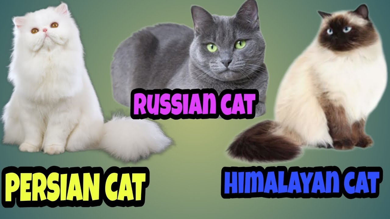 BOCAUE UPDATE PART2: CAT LOVER, PERSIAN CAT NA MAY HUGIS HEART ANG ...