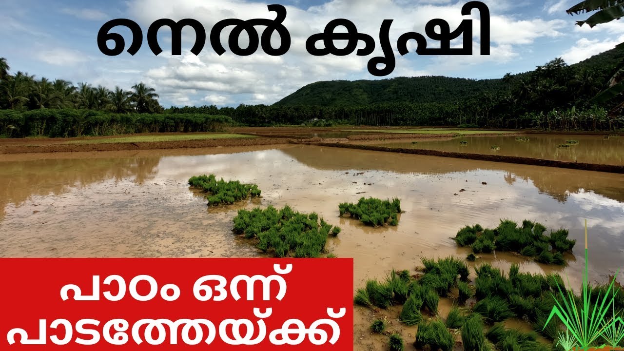 നെൽ കൃഷി(പാർട്ട്‌ 1)/NEL KRISHI/PADDY CULTIVATION/How RICE is made ...