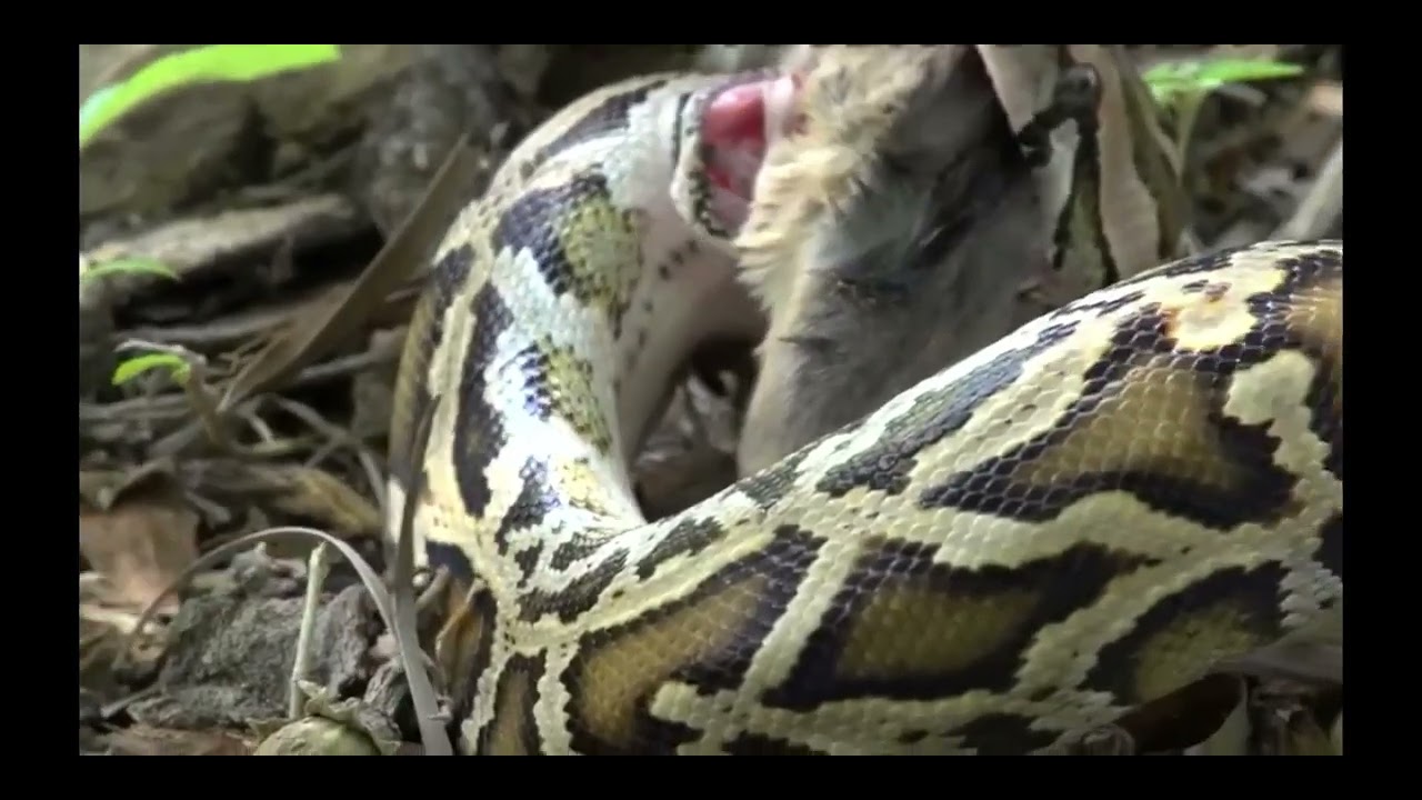 pertarungan singa si raja hutan dan anaconda siapa pemenangnya: mp4 ...