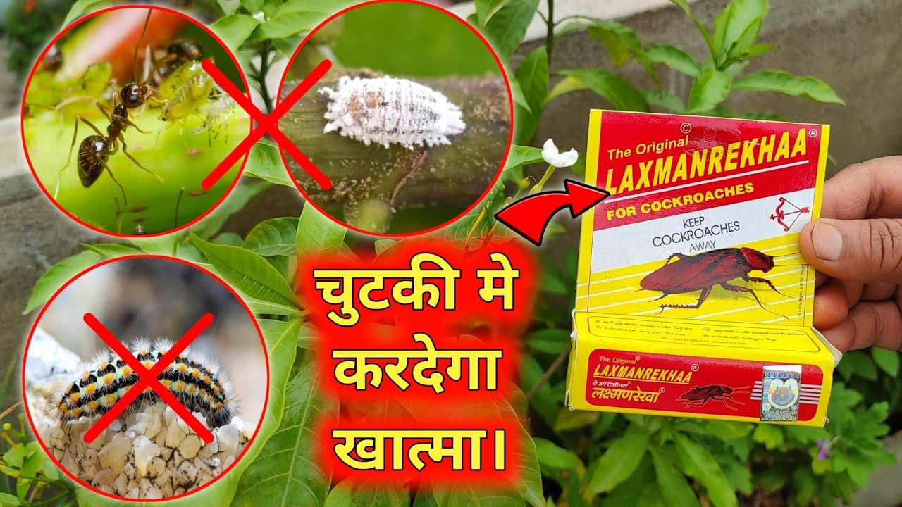 मीलीबग , चींटी , भुआ पिल्लू , फंगस इतियादी एक झटके मे दूर करे | पौधे पर ...