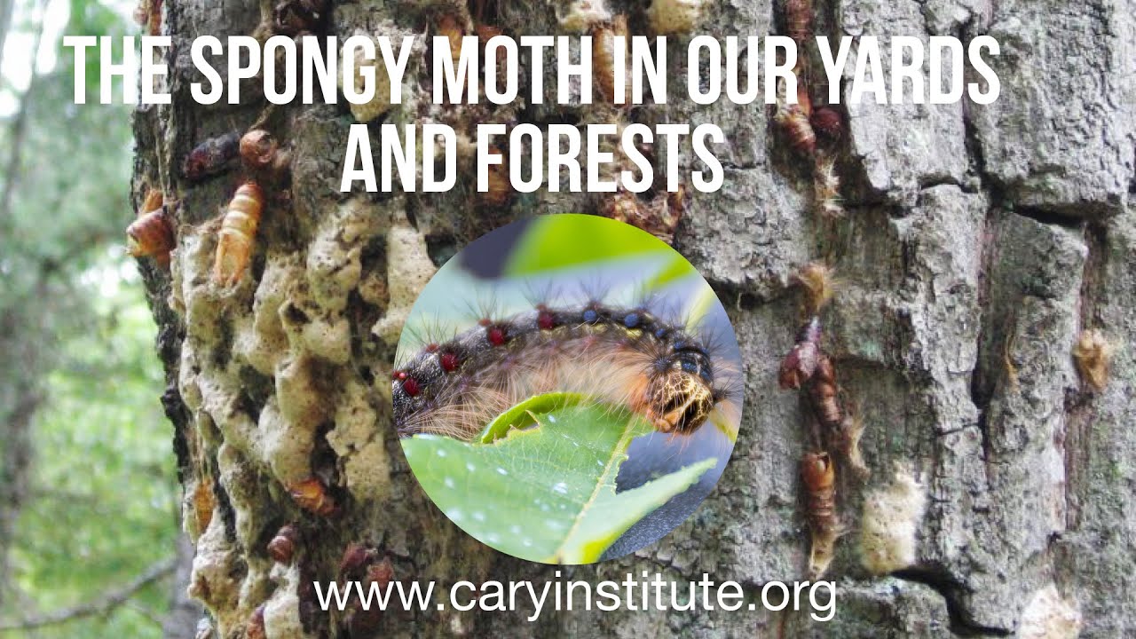 The Spongy Moth in Our Yards and Forests - YouTube