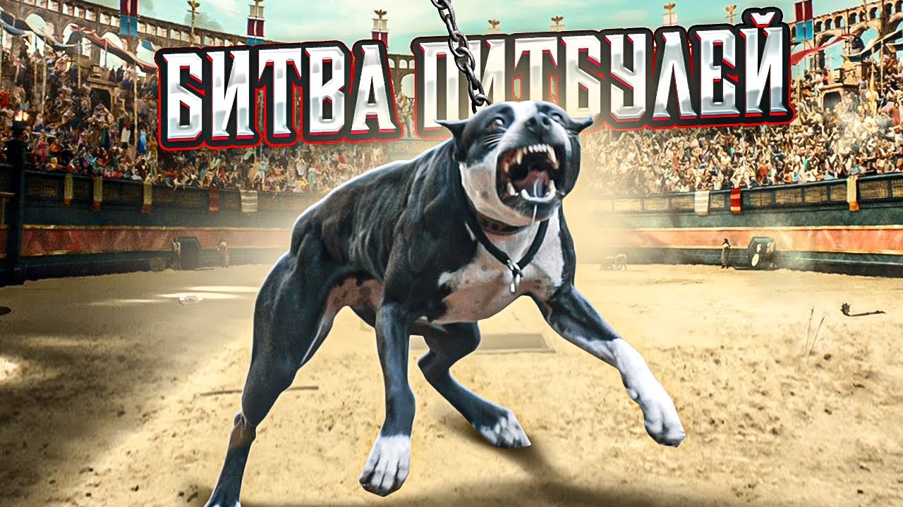 БИТВА ПИТБУЛЕЙ . BULL GAMES 2021. PITBULL SHOW - YouTube