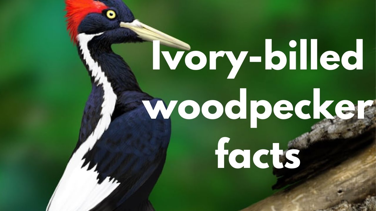 Ivory Billed Woodpecker Habitat