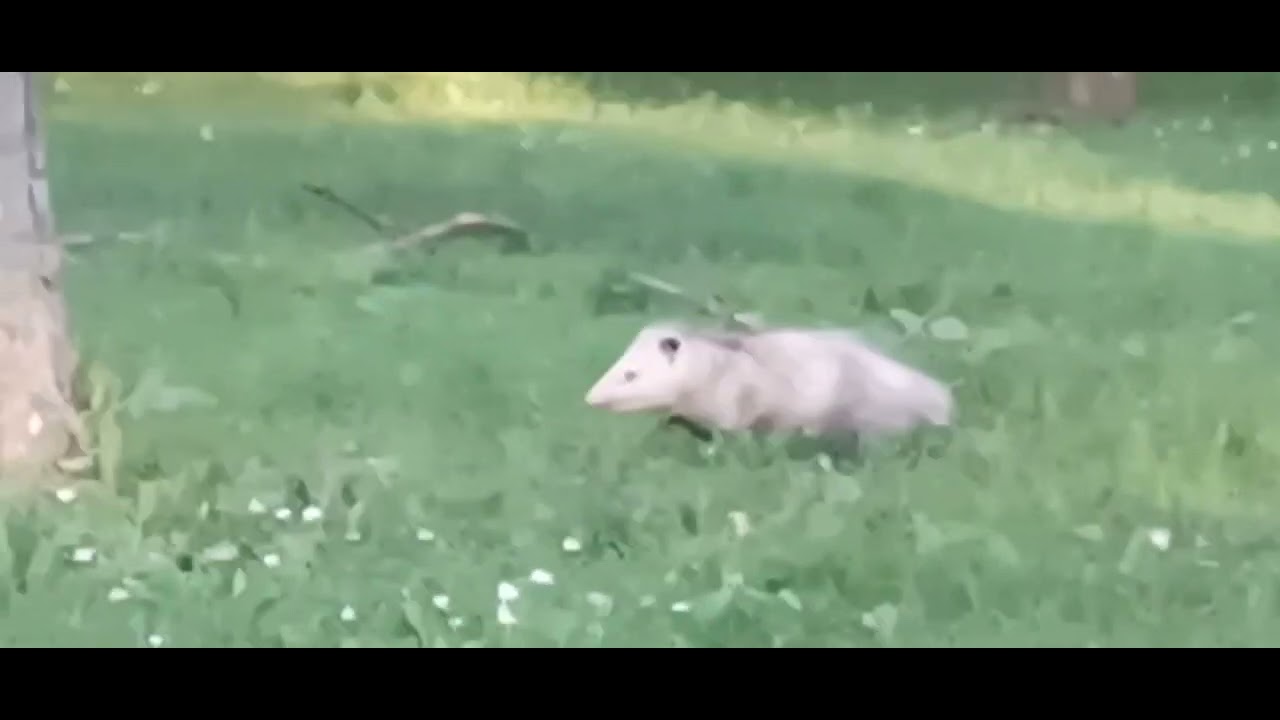 Rabid possum with its back foot torn off!! Share!! Must watch!! - YouTube