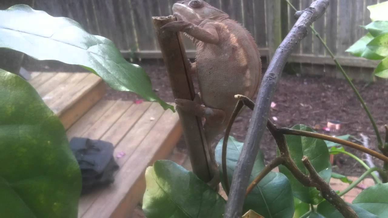 Leon The Ambilobe Chameleon - YouTube