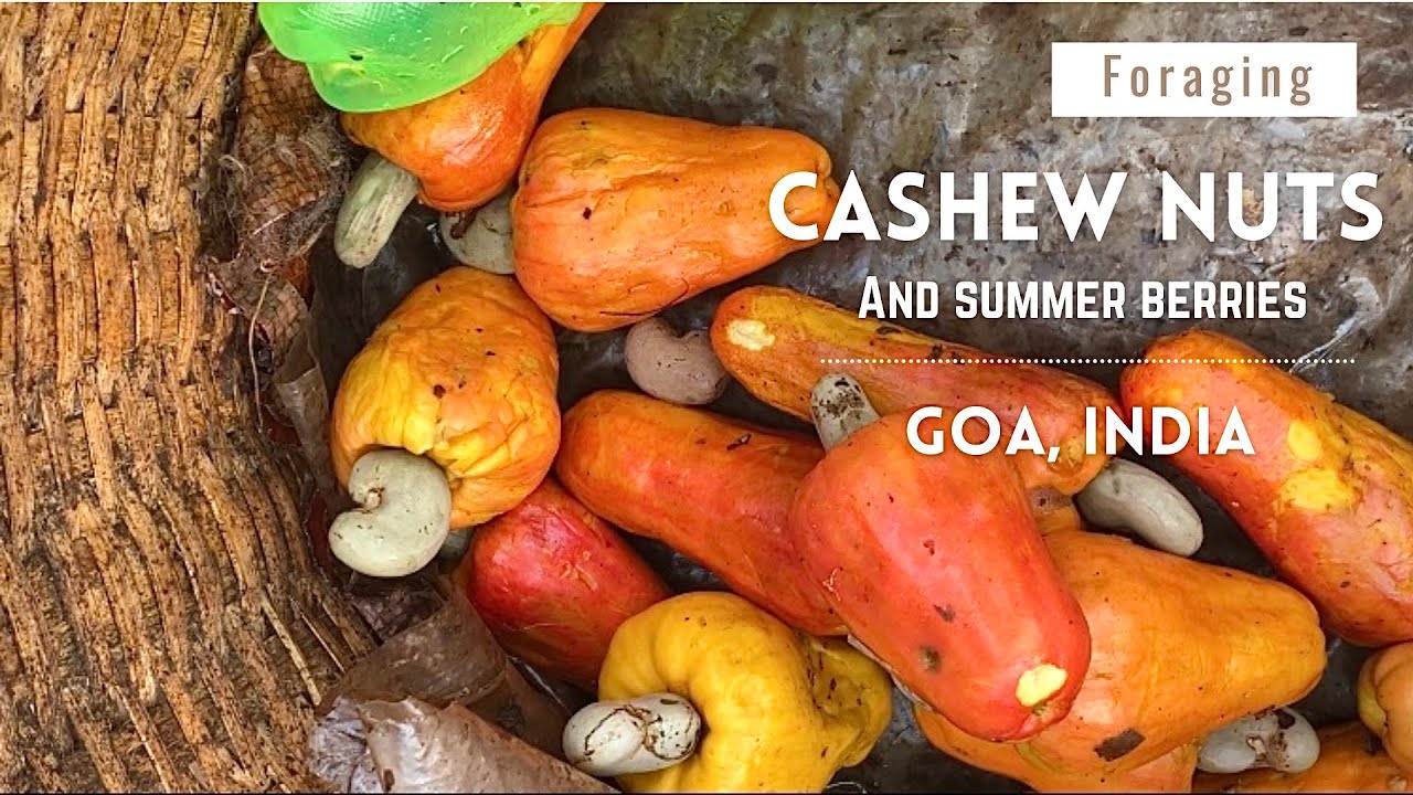 Goan Cashew Nut & Summer Berries ☀️ foraging, hiking, in Ladfe, North ...