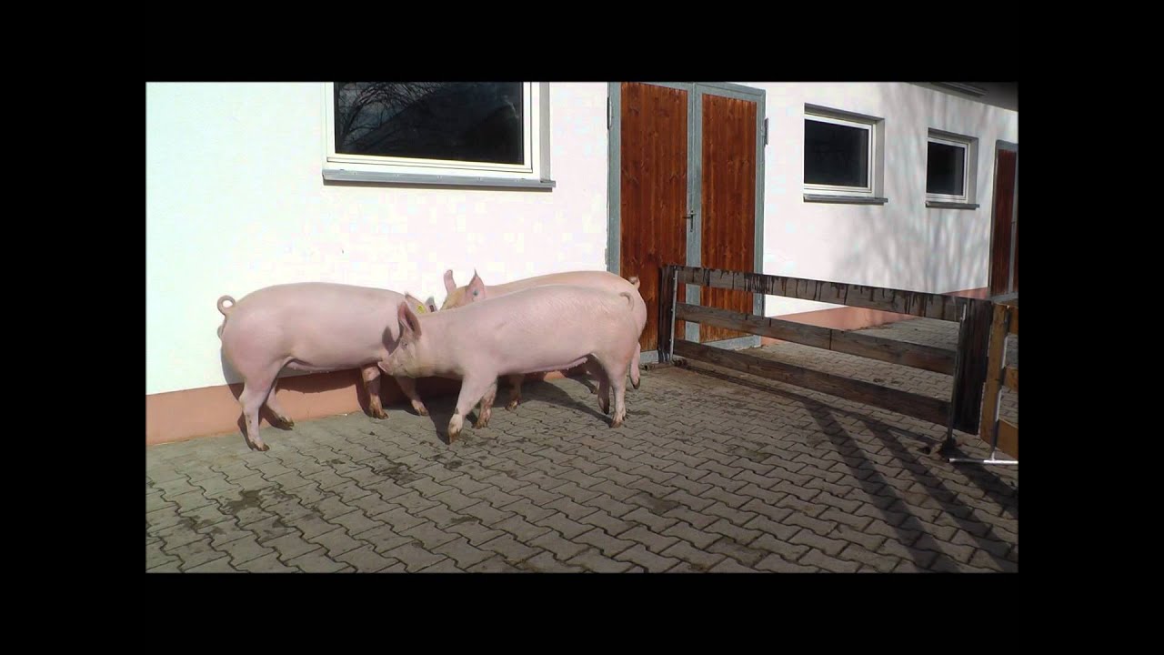 German Large White Gilts - YouTube