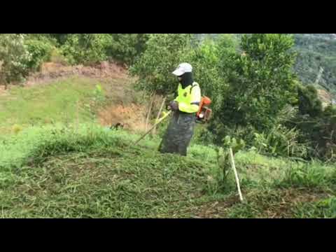 Permulaan projek potong rumput di kawasan yang curam guna Tali Senar Mesin Potong Rumput.