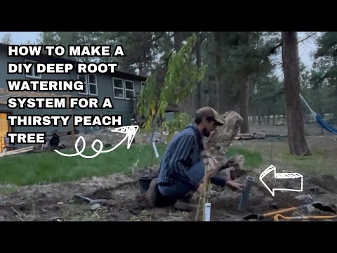 Will Peach Tree Roots Hurt Irrigation System