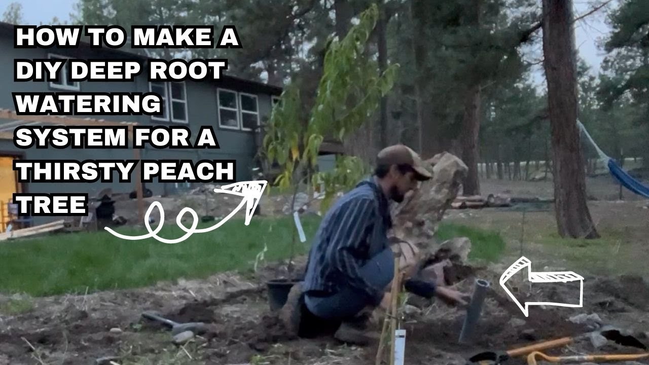 Got A Thirsty Peach Tree? A Diy Affordable Deep Root Watering System Is ...