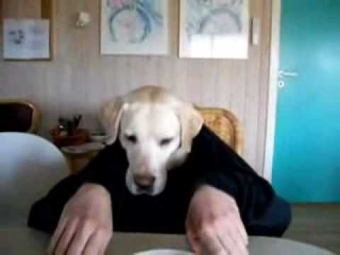 dog with human body - YouTube