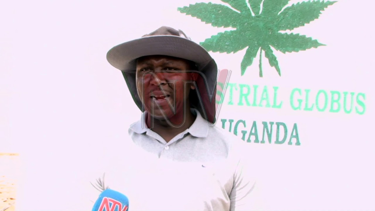 OKULIMA ENJAGA : Fakitole egikolamu eddagala erifulumya mwaka gujja ...