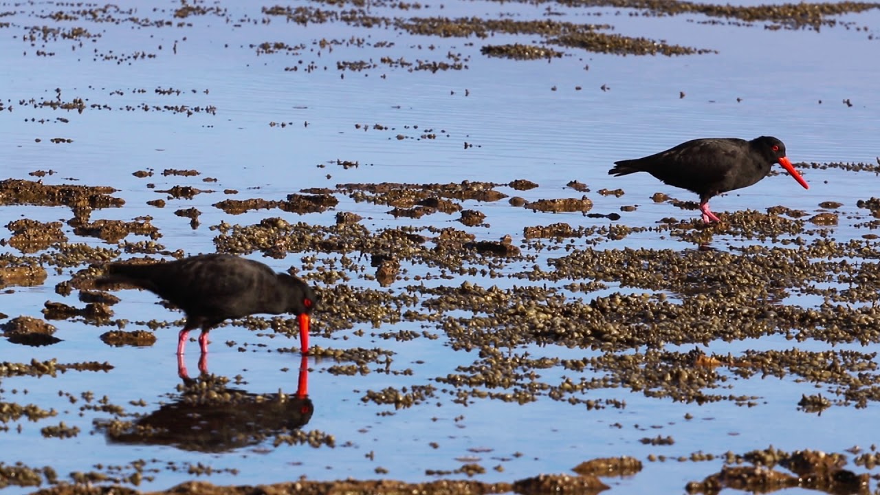 Sooty oyster catchers Feeding breaking open shell fish. - YouTube