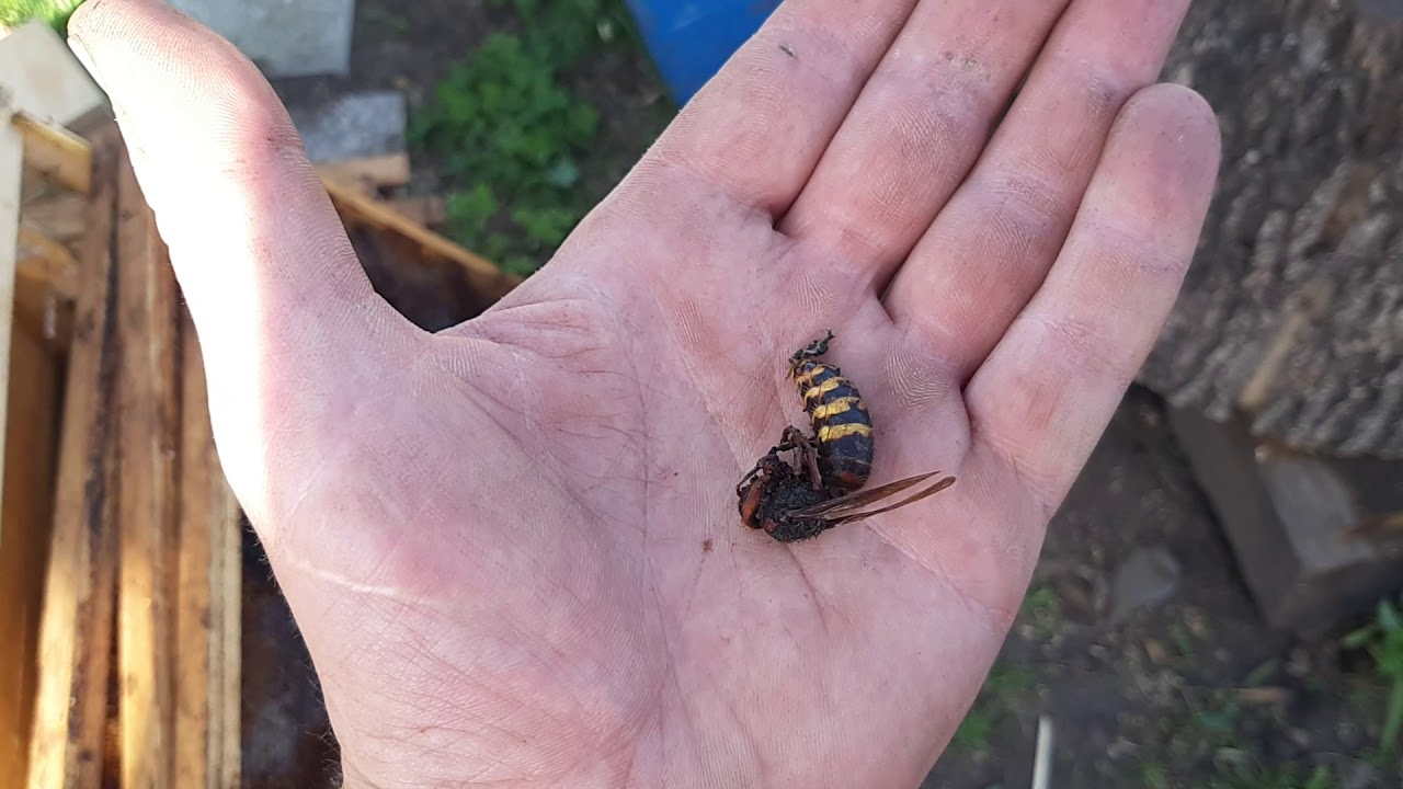 ОСЫ МОНСТРЫ. Wasps monster. - YouTube