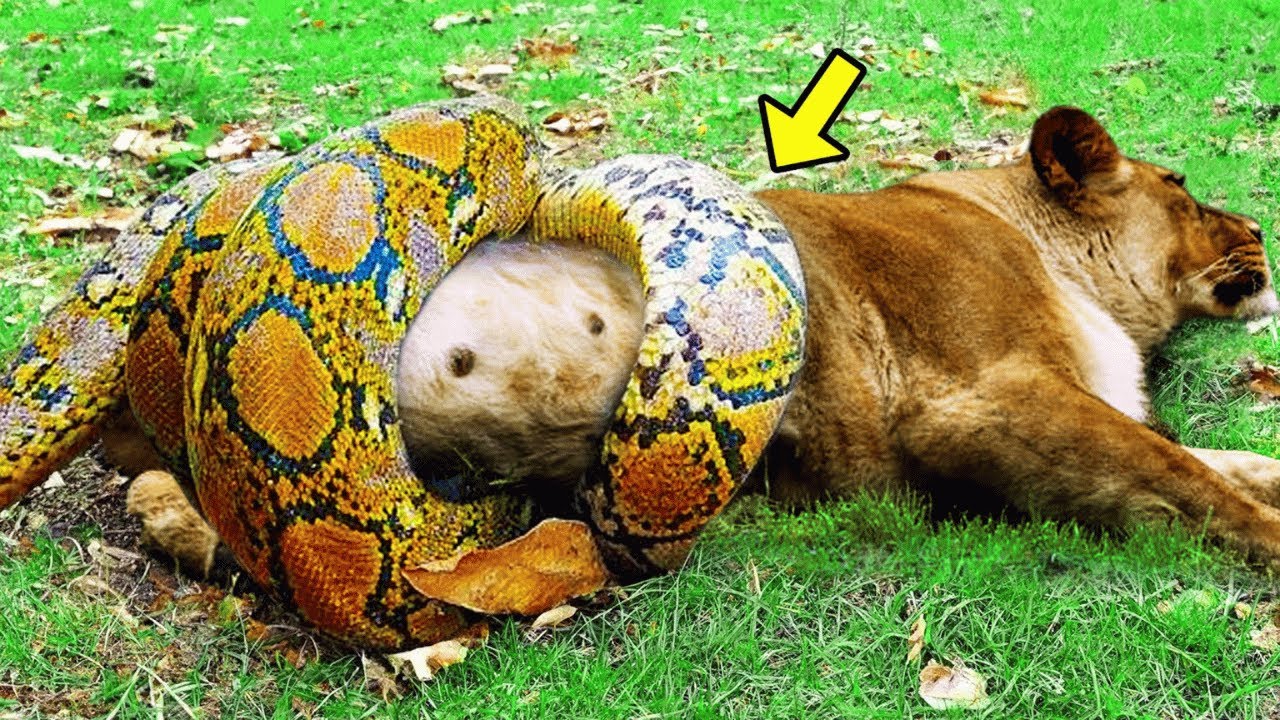 A Python Twisted A Pregnant Lioness.. Just Watch What Happened Next! - YouTube