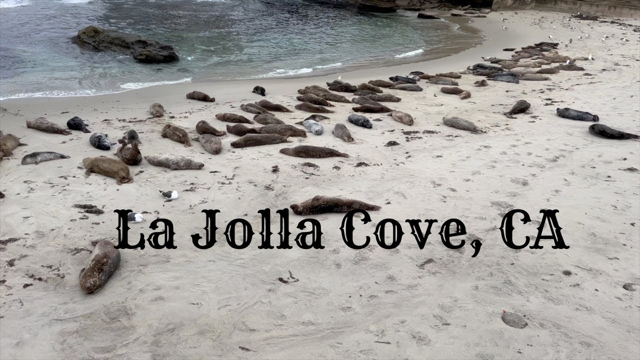 Exploring La Jolla Cove for the First Time! - YouTube