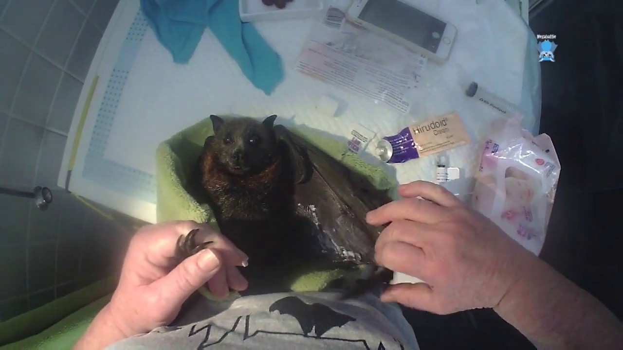 Bat rescued from barbed wire: this is Flinders day 2 - YouTube