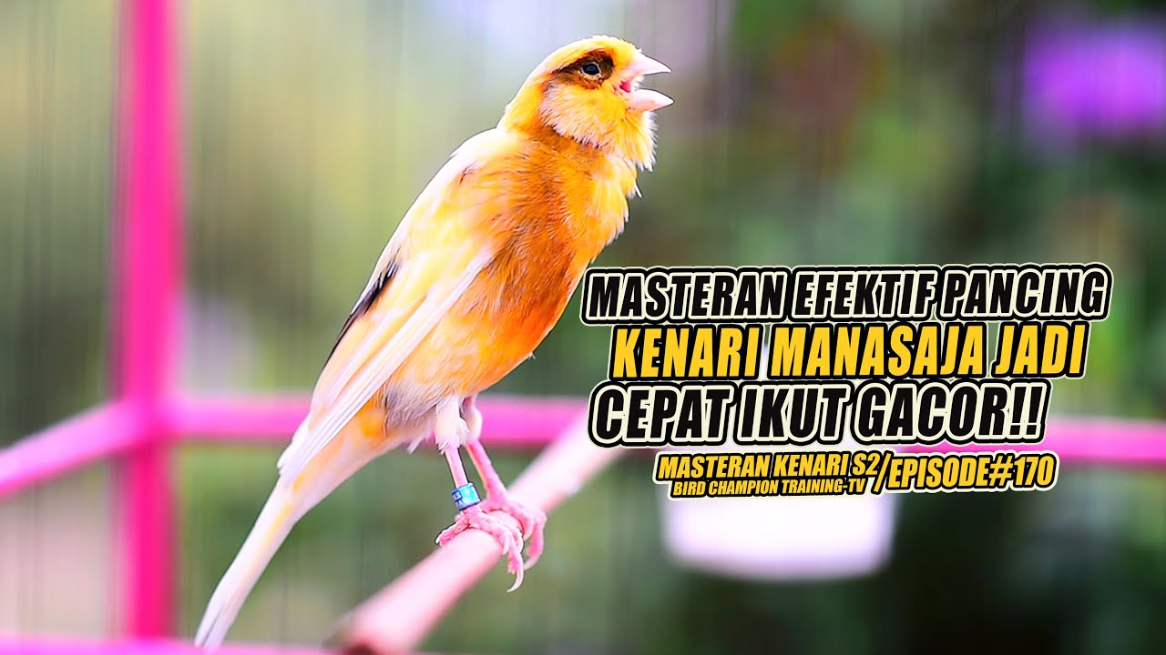 #170 Masteran Suara Burung Kenari Gacor Panjang cuit cuit Ngerol untuk ...