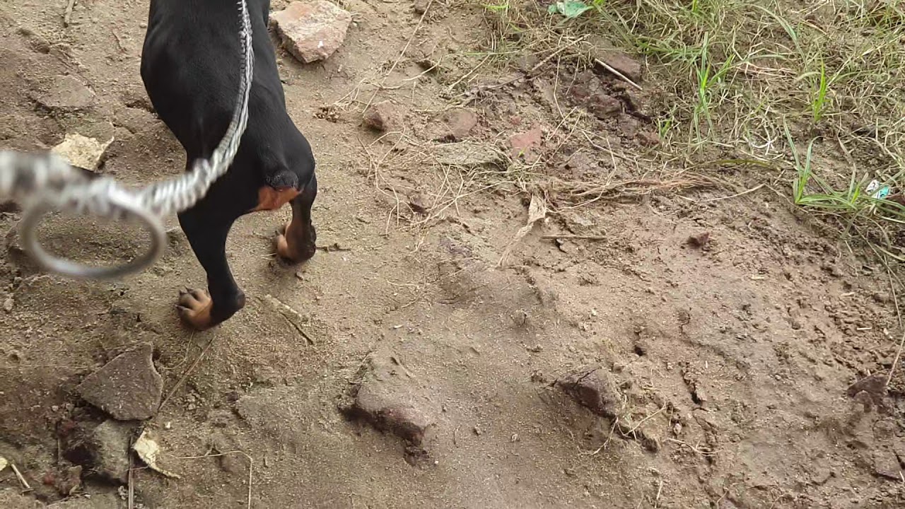 Doberman puppy Guarding - YouTube