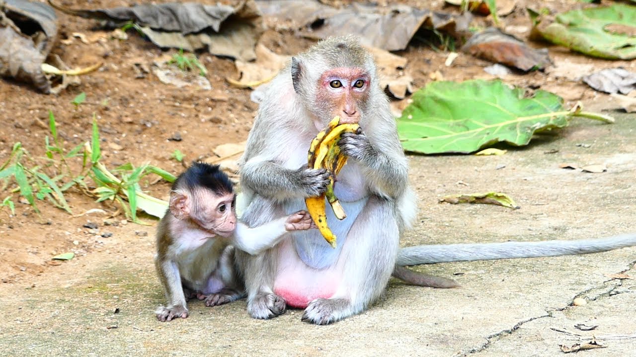 Baby Monkey Hungry, It try Grabs Food From Mother - YouTube