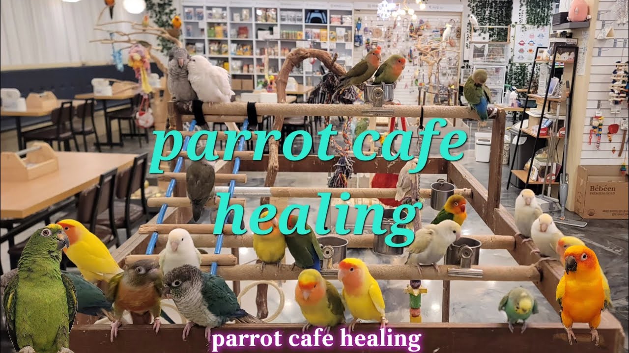 앵무새 멍 때리기 parrot cafe healing - YouTube