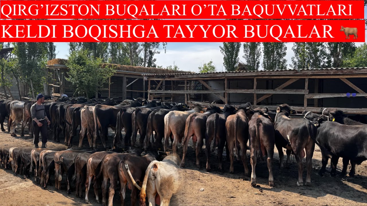 Qirg’izston BISHKEK ISSIQKO’L SHVES BUZOQLARINI O’TA BAQUVVATLARI KELDI ...