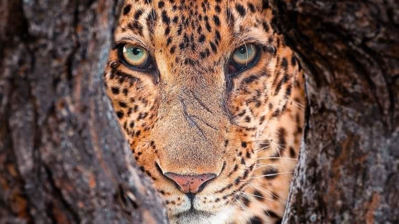 Nature's Wonders: 20 Astonishing World Natural Facts" - YouTube