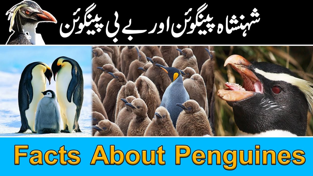 Penguins and baby penguins - YouTube