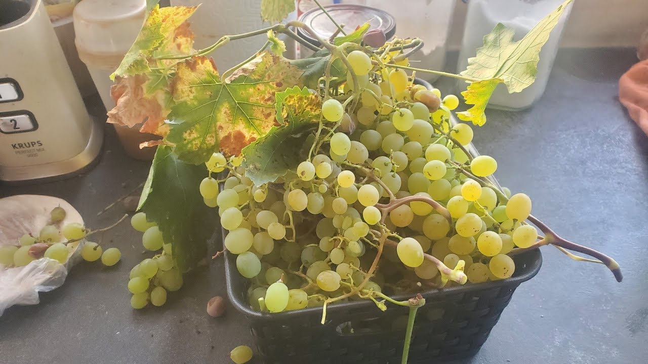 Vinaigre 100% autonome à partir de mes raisins 🍇 - YouTube