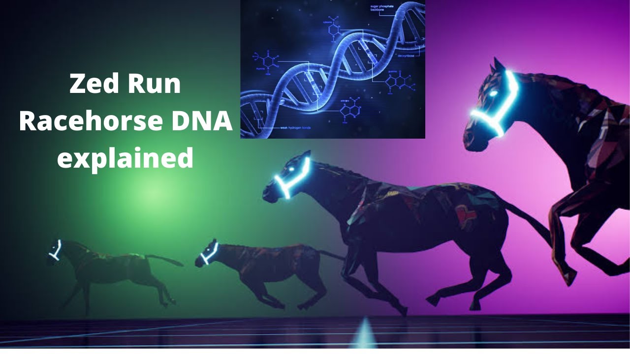 ZED RUN DNA Explained, bloodline, bloodtype and zenotype - YouTube