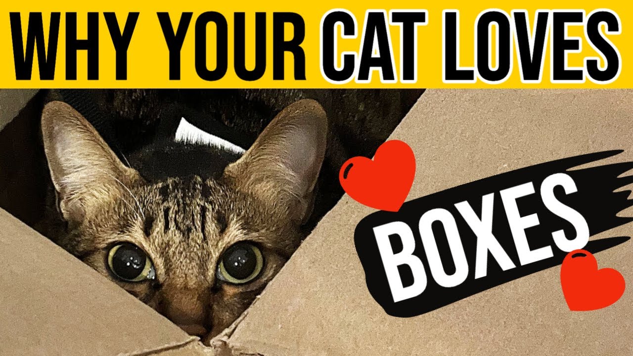 5 Reasons Why Cats Love BOXES - YouTube