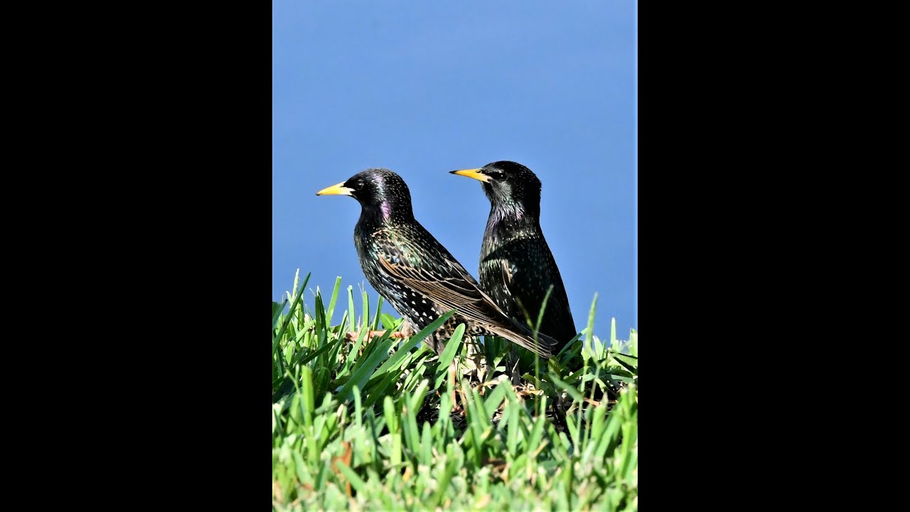 All Small Birds Today - YouTube