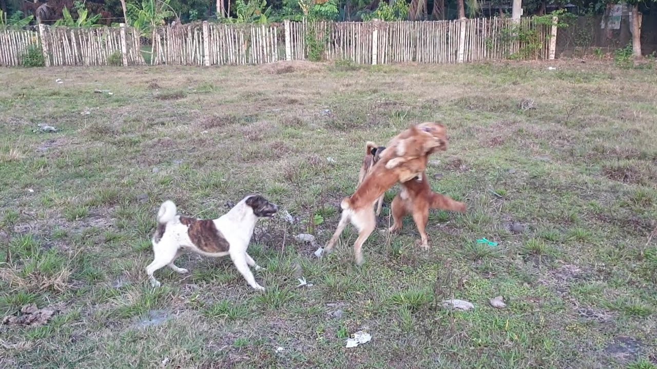 The bravest survive 2 vs 1 dog fight👍 - YouTube