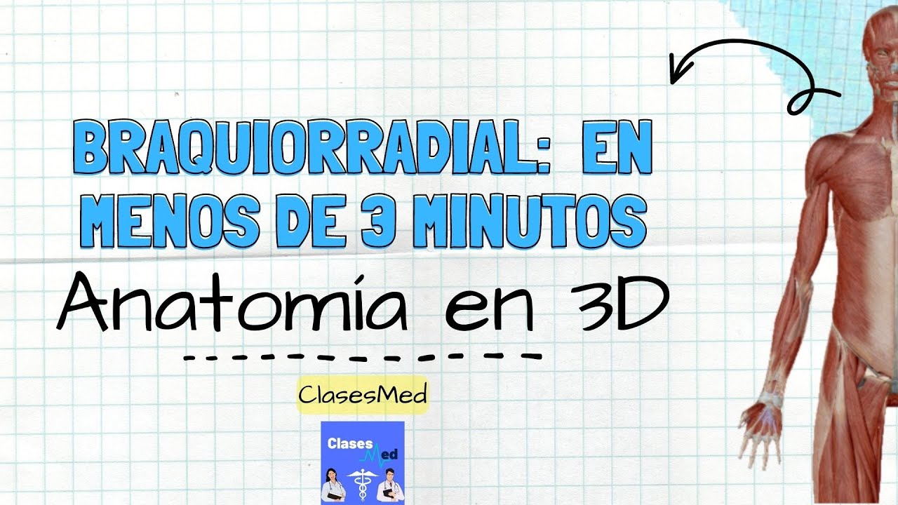 Músculos del Antebrazo: Braquiorradial - Anatomía Humana - ClasesMed ...