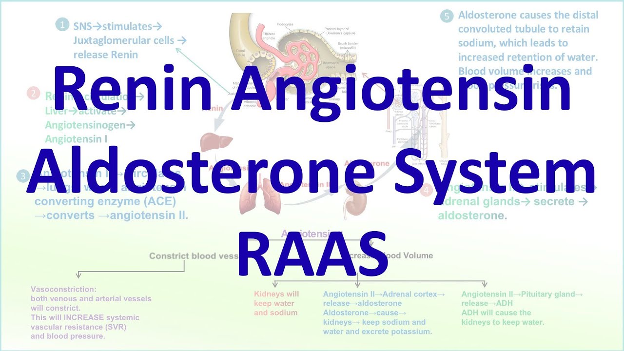 The renin-angiotensin-aldosterone system | RAAS - YouTube