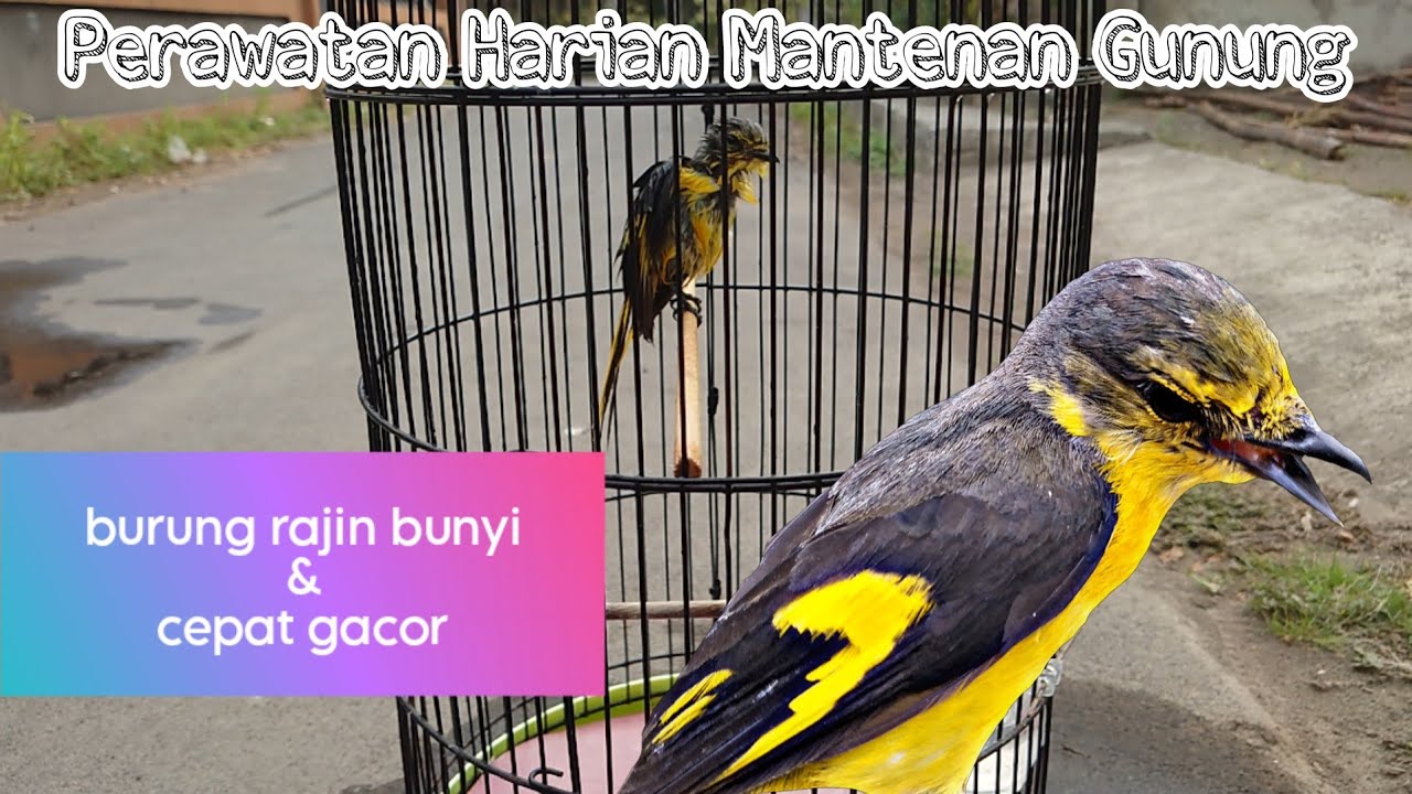 PERAWATAN HARIAN MANTENAN GUNUNG AGAR CEPAT GACOR | MANTENAN GUNUNG ...
