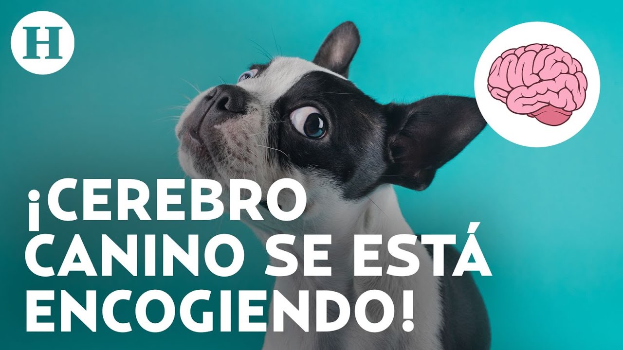 ¿Culpa de los humanos? El cerebro de los perros se está encogiendo por ...