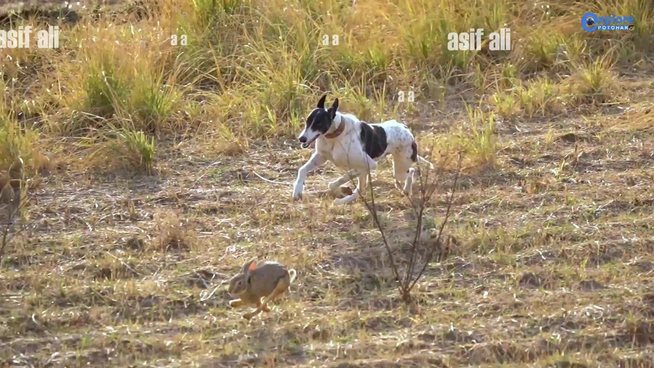 Best Hunting Dog in Pakistan / Fastest Greyhounds in Pakistan Greyhound ...