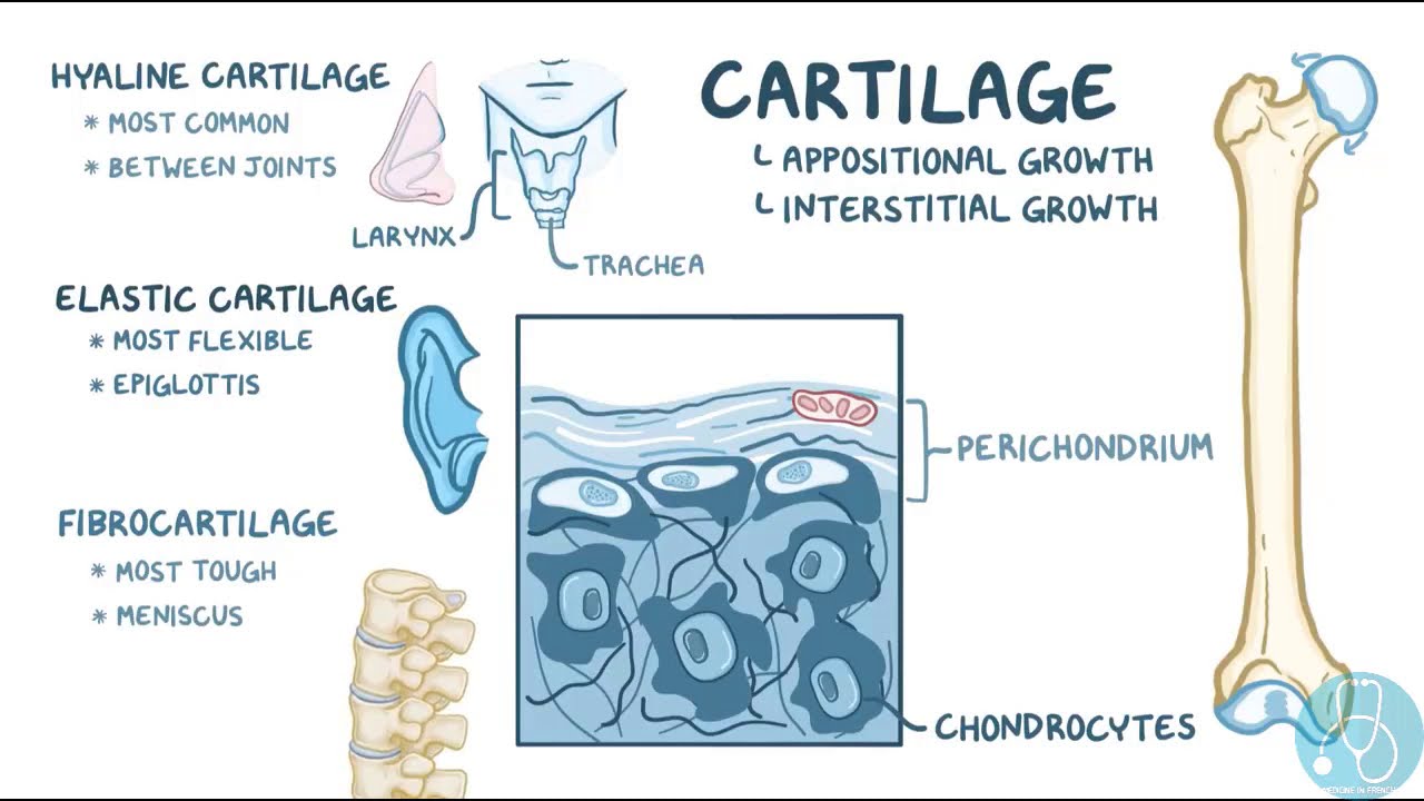 le cartilage : types, structure et croissance - YouTube