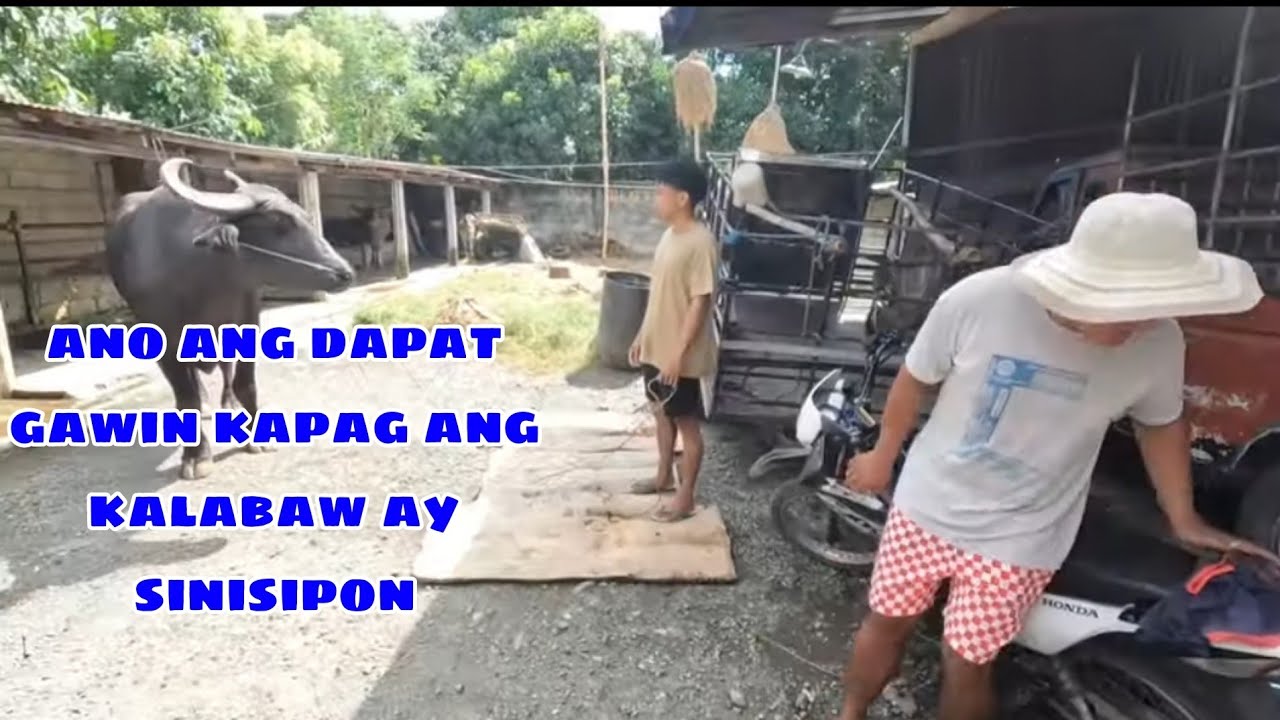 EP,964. ano ang dapat gawin kapag ang kalabaw ay sinisipon - YouTube