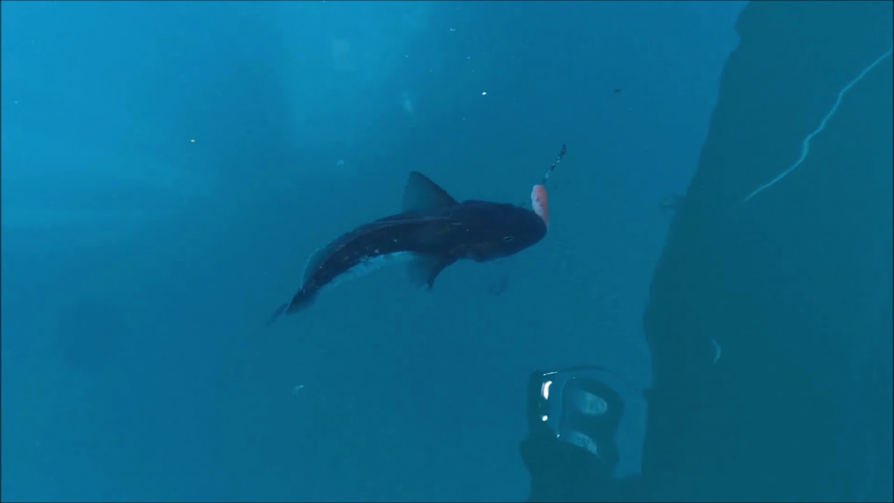 Fly fishing in a Searey in New Zealand - YouTube