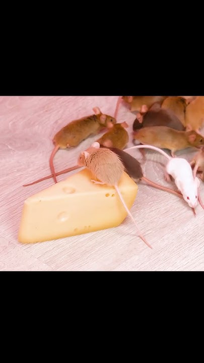 ボックスからの脱出 (Bokkusu kara no dasshutsu) - YouTube