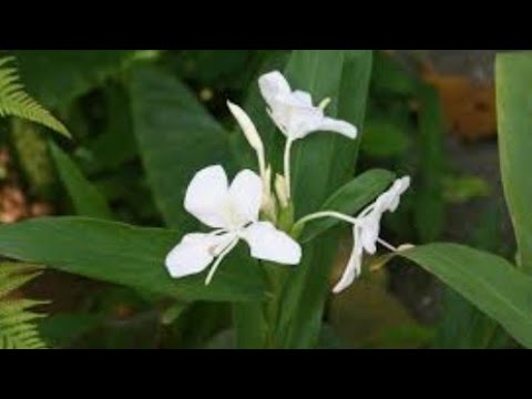White Ginger Lily / Dolon Champa / Butterfly Lily | How to Grow and ...