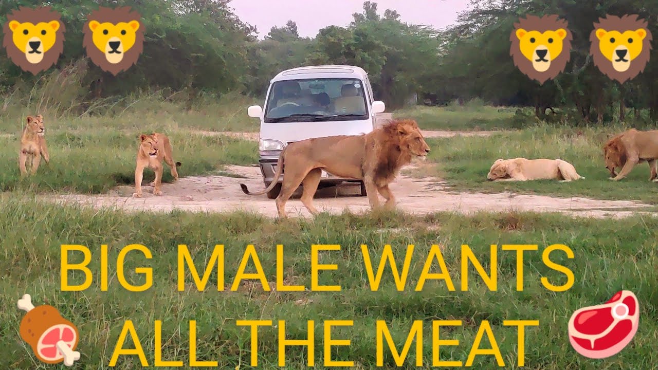 BIG MALE WANTS ALL THE MEAT | LIONS ARE MEAT EATING MACHINES | LION ...