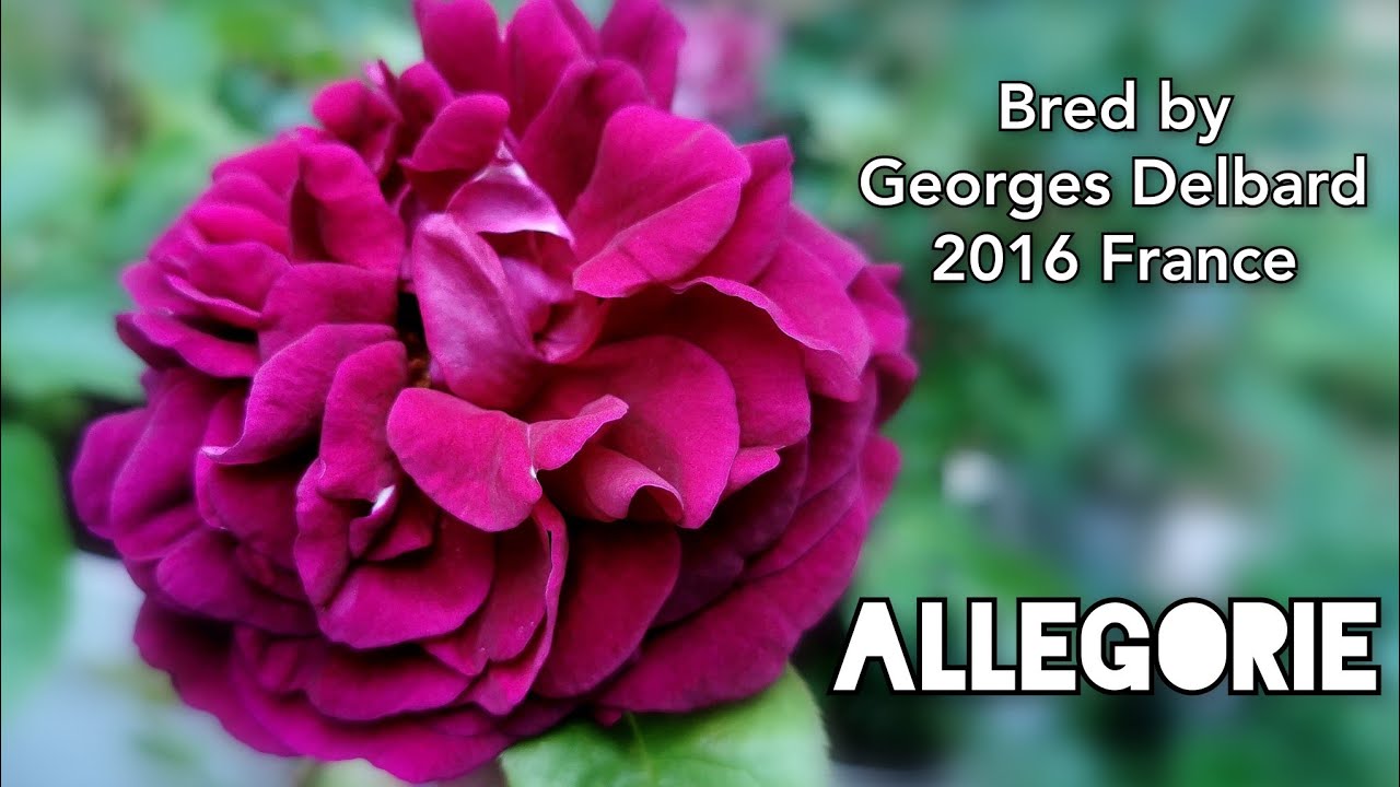ALLEGORIE ROSE plant by Georges DELBARD 2016 France バラ アレゴリー - YouTube